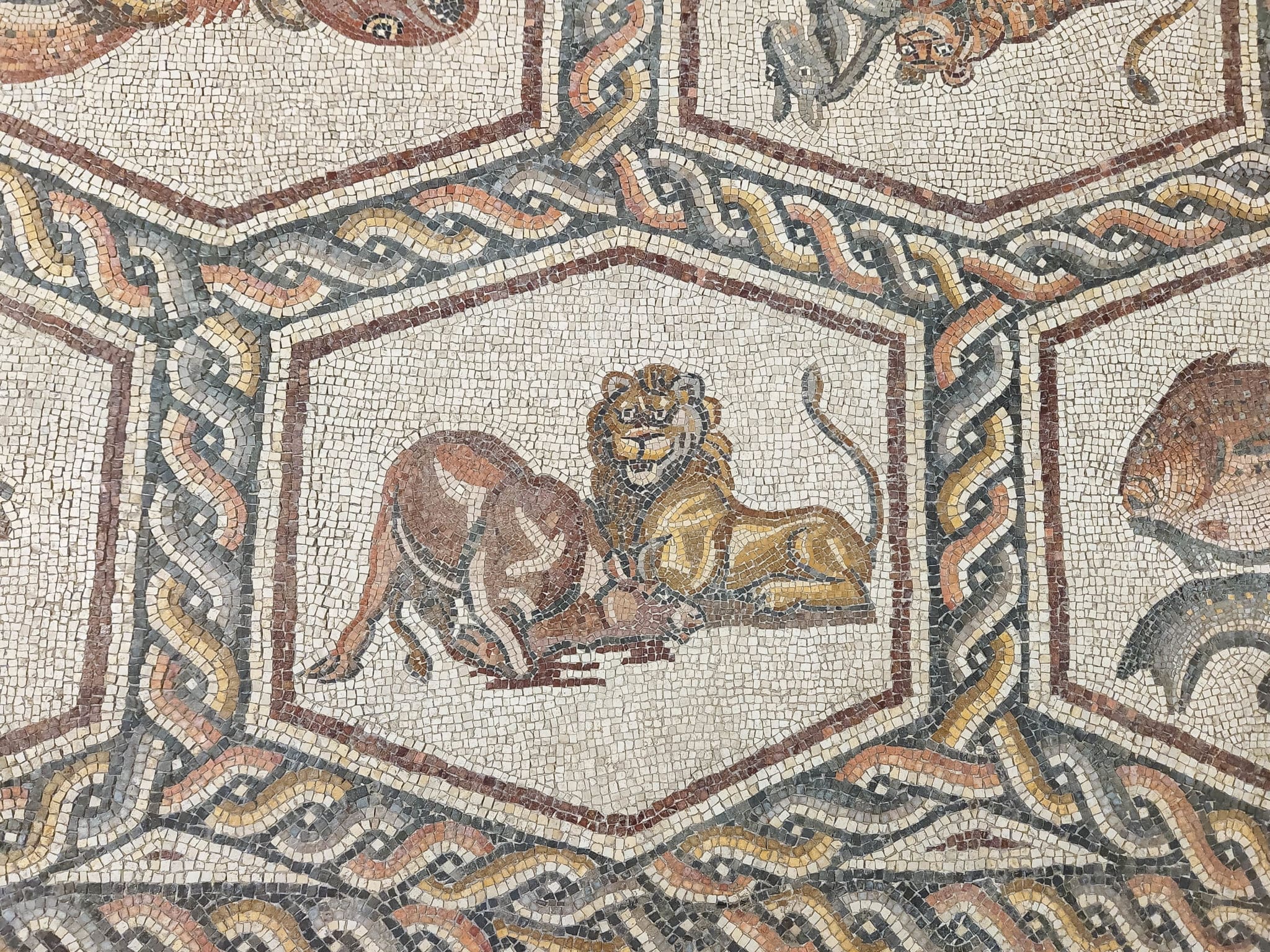 Lod Mosaic Center Opens in Israel - Biblical Archaeology Society