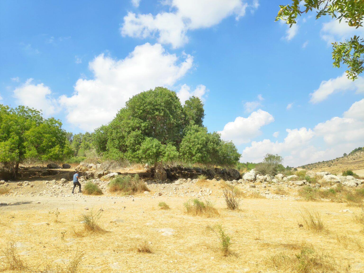 Searching for the Balm of Gilead - Biblical Archaeology Society