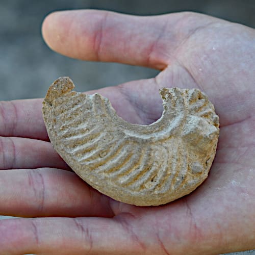 School Trip Results in Chance Find - Biblical Archaeology Society