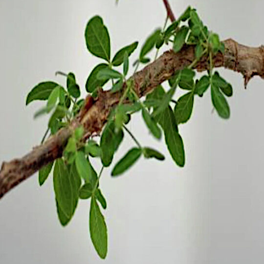 The Nicea Church: Where Did the Council of Nicea Meet? - Biblical ...